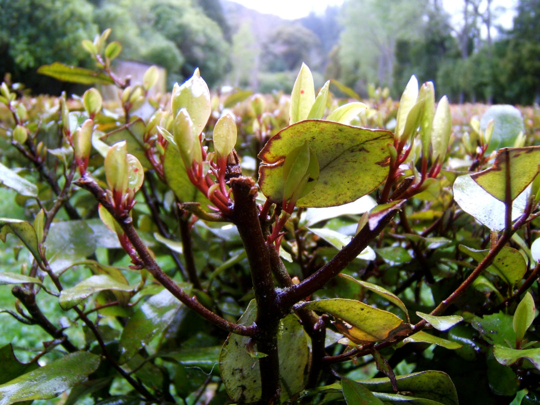 About Horopito – Kolorex